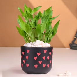 Lucky Plants for Home | Good Luck Plants - 10% OFF | FlowerAura