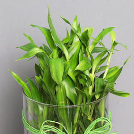 Buy Lucky Bamboo Plants Online | Bamboo Tree | FlowerAura