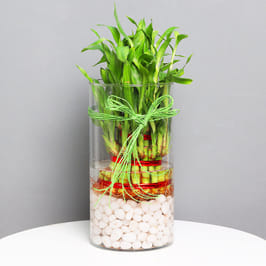 Buy Lucky Bamboo Plant Online | Same Day Plant Delivery | Up to 50% Off ...