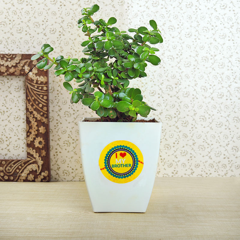 Rakhi Flower Plant Online | Send Rakhi with Plants to India | Free ...