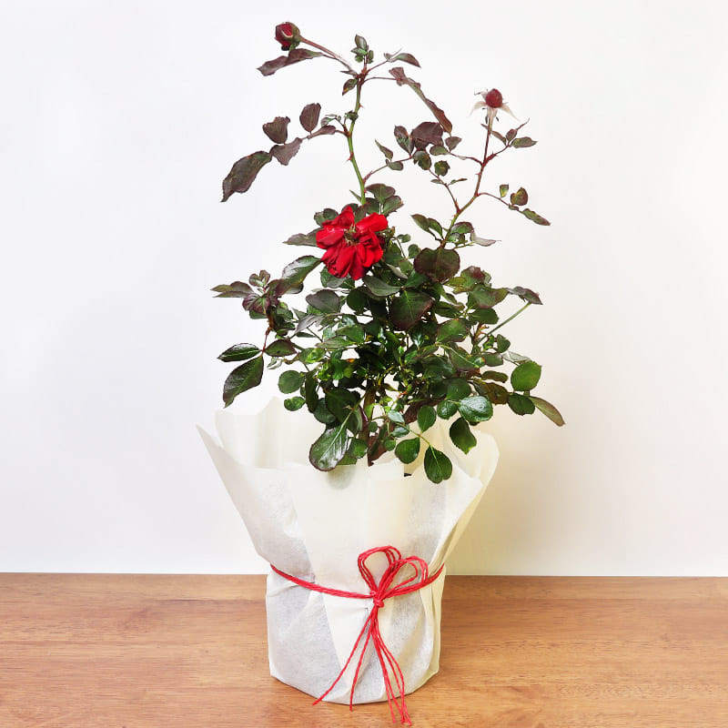 Plant Nursery in Mysore | Plants Online in Mysore | Free Shipping