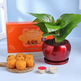 Rakhi with Plants | Send Rakhi with Plants to India | Free Shipping ...