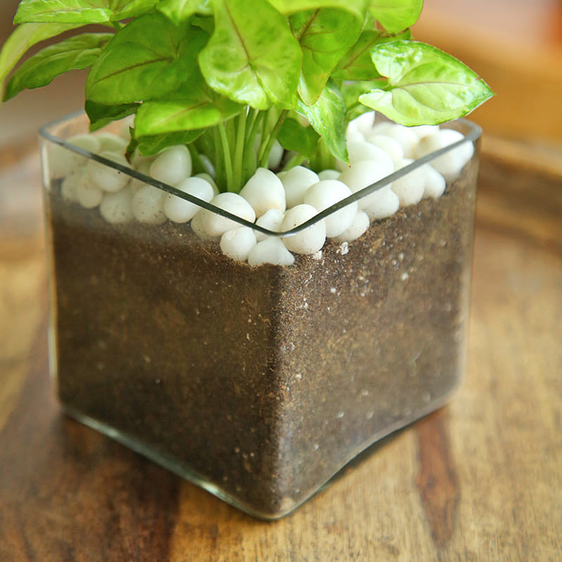 Send Beauteous Syngonium Terrarium Plant Online, Price Rs.699 | FlowerAura