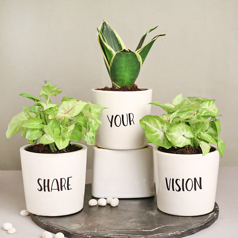 Boss Day Plants Online | Order Plants for Boss Day in India | FlowerAura