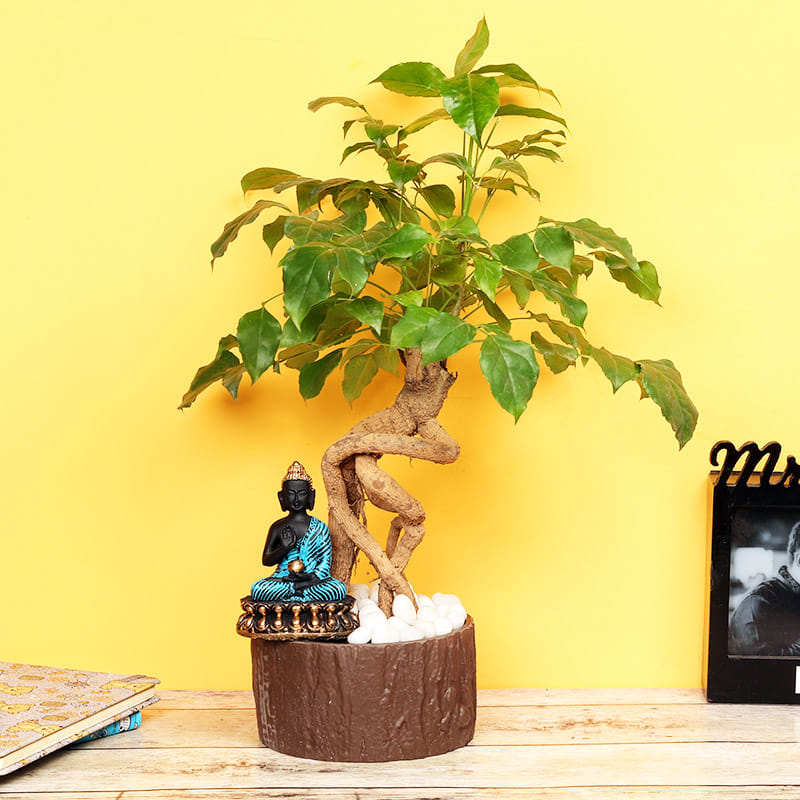 Plant Nursery in Vapi | Buy Plants Online in Vapi