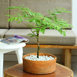 Aralia Plant Online | Buy Aralia Plant in India at Lowest Price Ever ...