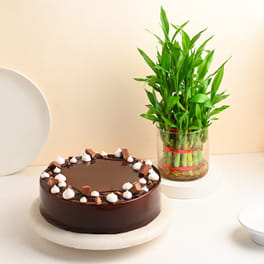 Birthday Cakes and Plants