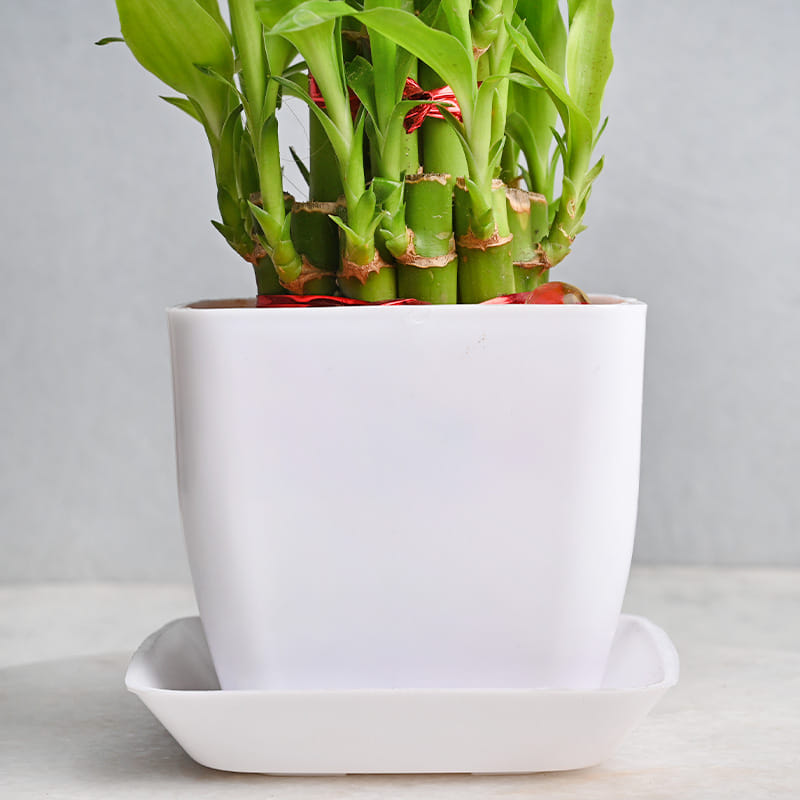 Buy Lucky Bamboo Plants for Home | Bamboo Tree Gift | FlowerAura