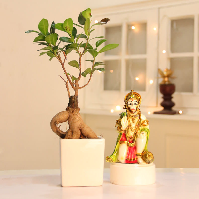 Page 8 of : Plant Nursery in Kapurthala | Plants Online in Kapurthala