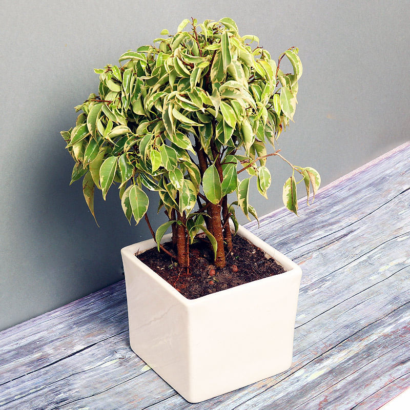 Plants in Durgapur | Online nursery in Durgapur | 10% OFF