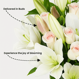 Daisy Flowers Online | Buy Fresh Daisies | FlowerAura | FlowerAura