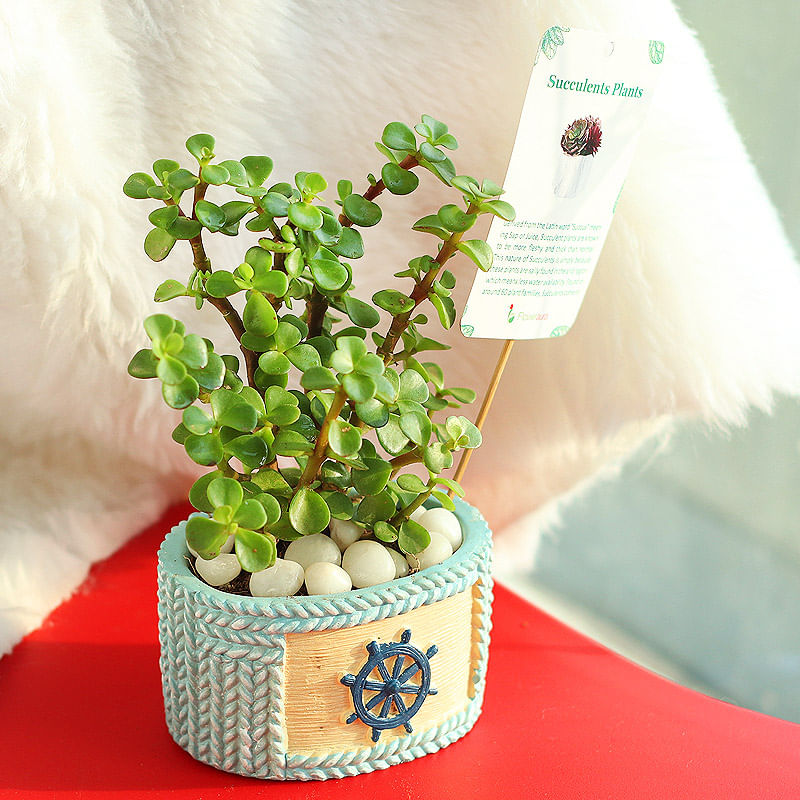 Nursery Delhi | Buy Plants Online in Delhi | Indoor Plants Nursery in Delhi