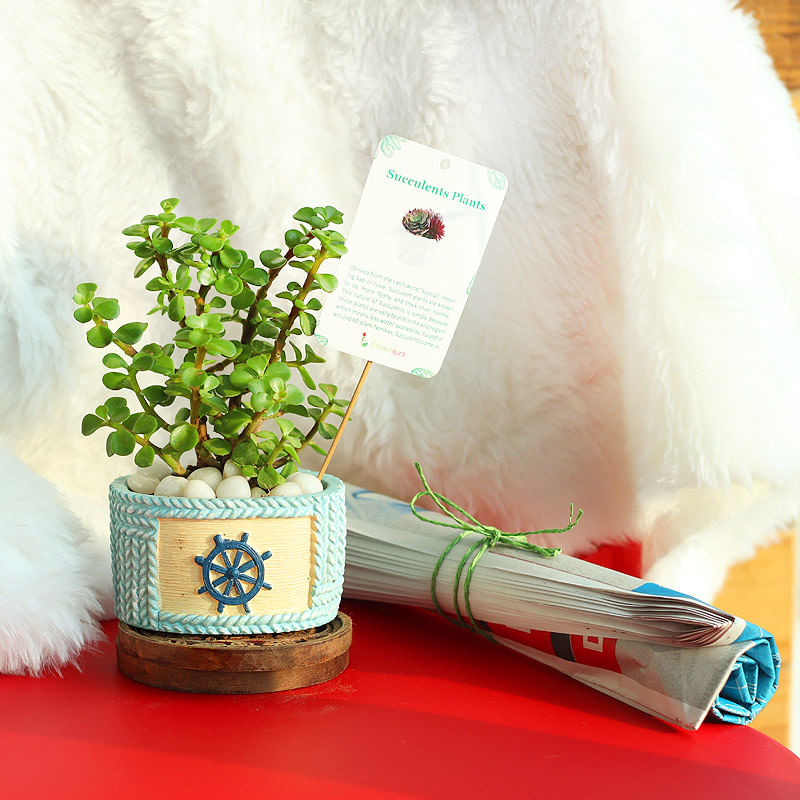 Buy Plants Online in India | Online Plant Nursery | From ₹ 249 Only ...