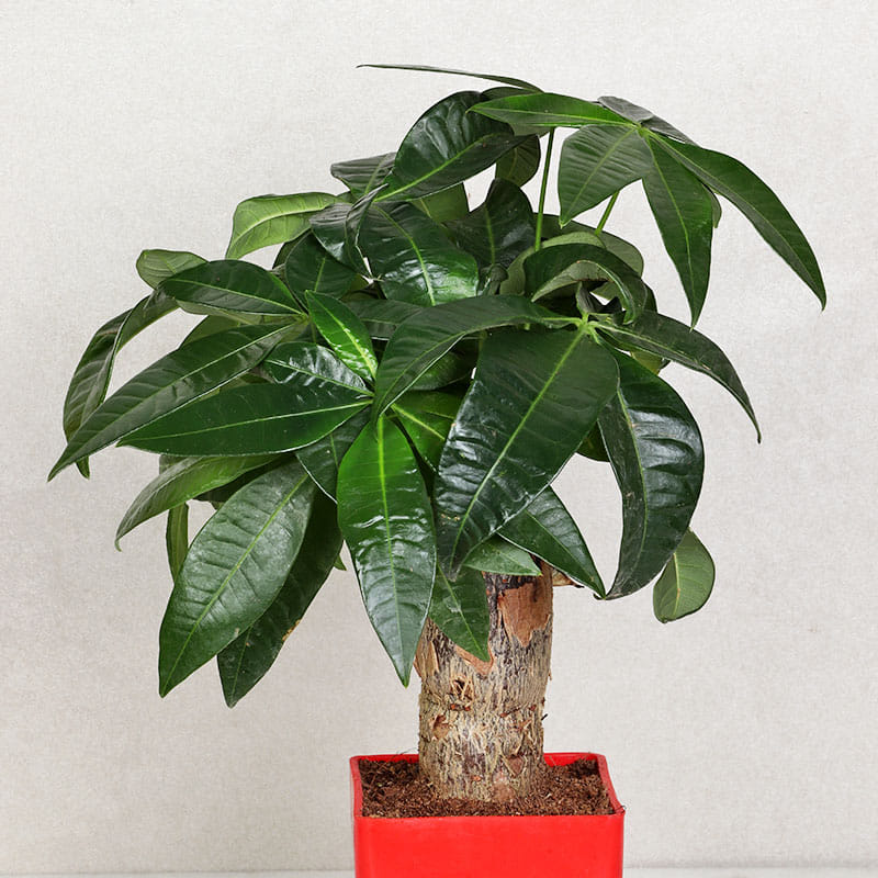 Page 2 of : Plant Nursery in Moga | Buy Plants Online in Moga