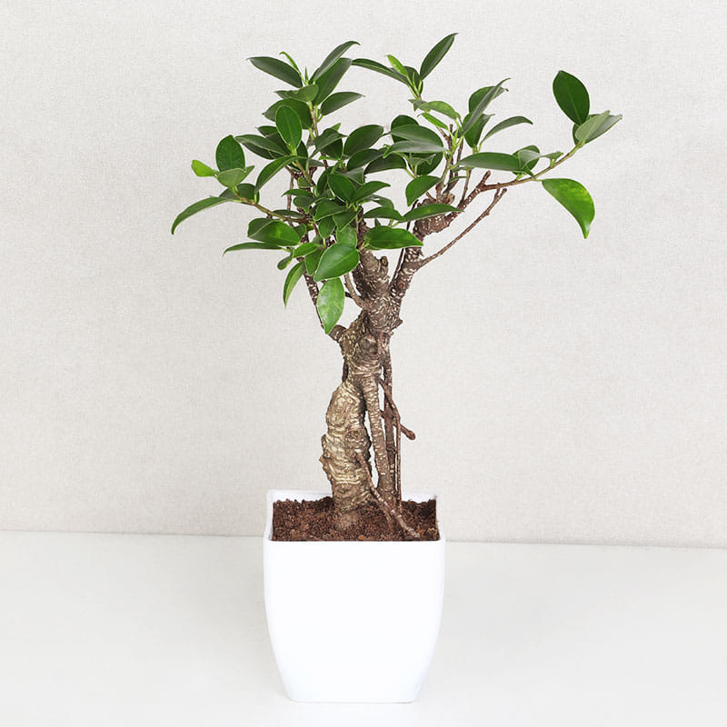 Plant Nursery in Sahibganj | Buy Plants Online in Sahibganj