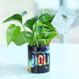 Holi Plant Gifts Online | Plants for Holi Festival | FlowerAura