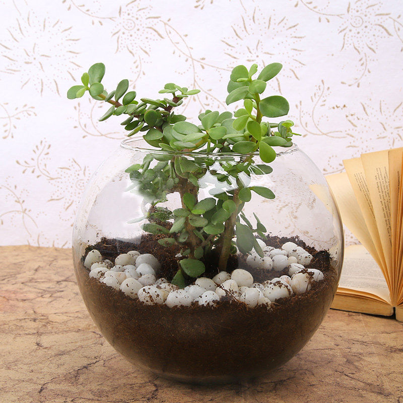 Rakhi Flower Plant Online | Send Rakhi with Plants to India | Free ...