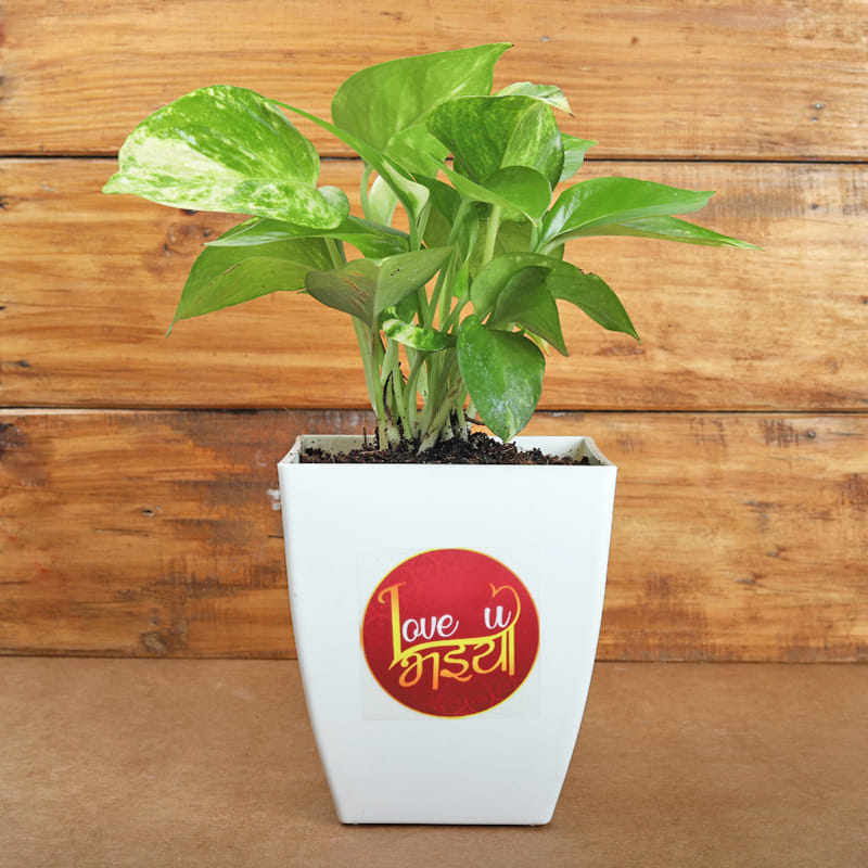 Rakhi Flower Plant Online | Send Rakhi with Plants to India | Free ...