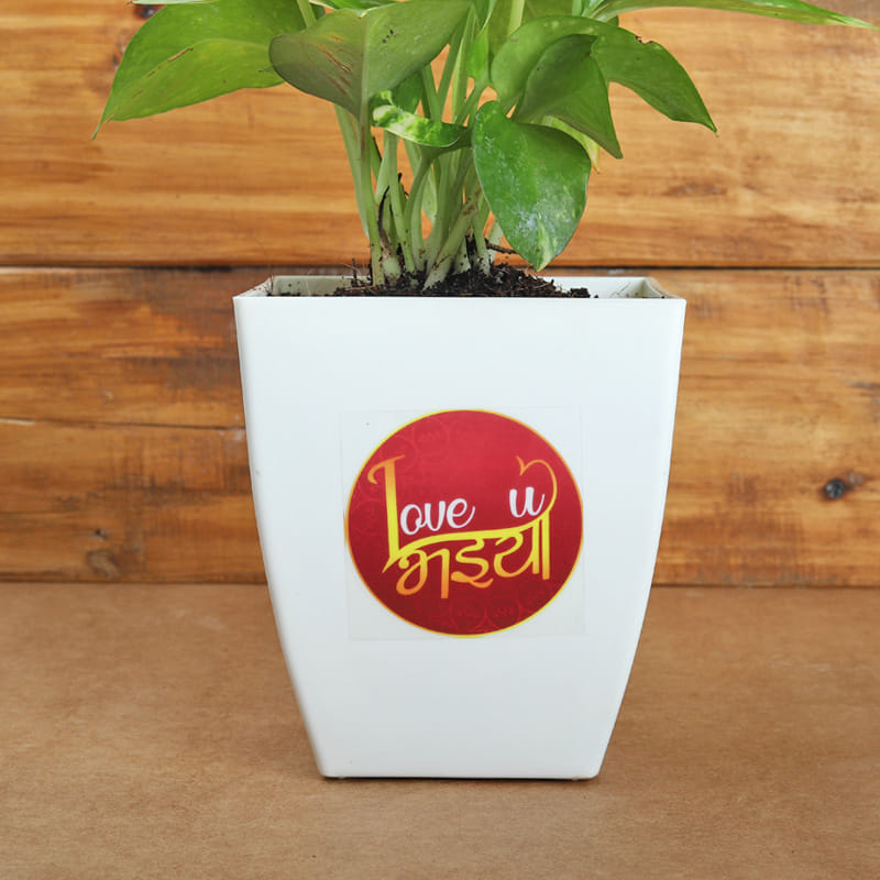 Rakhi Flower Plant Online | Send Rakhi with Plants to India | Free ...