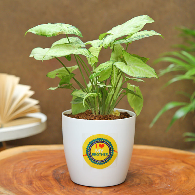 Rakhi Flower Plant Online | Send Rakhi with Plants to India | Free ...