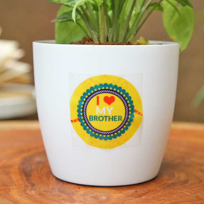 Rakhi Flower Plant Online | Send Rakhi with Plants to India | Free ...