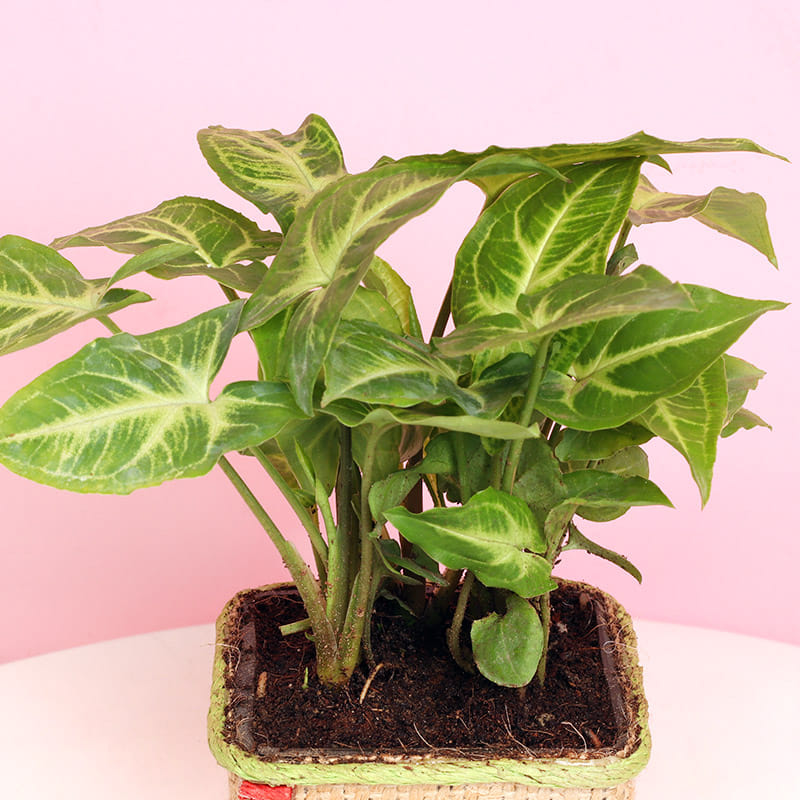 Plant Nursery in Ranchi | Plants Online in Ranchi | Free Shipping