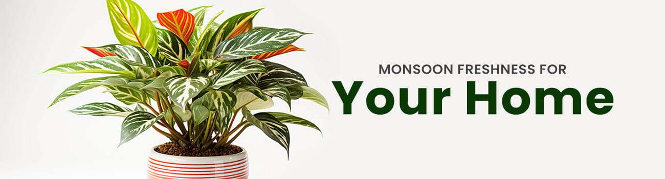 FlowerAura: Send Flowers, Cakes, Gifts, Hampers, Plants & More Online