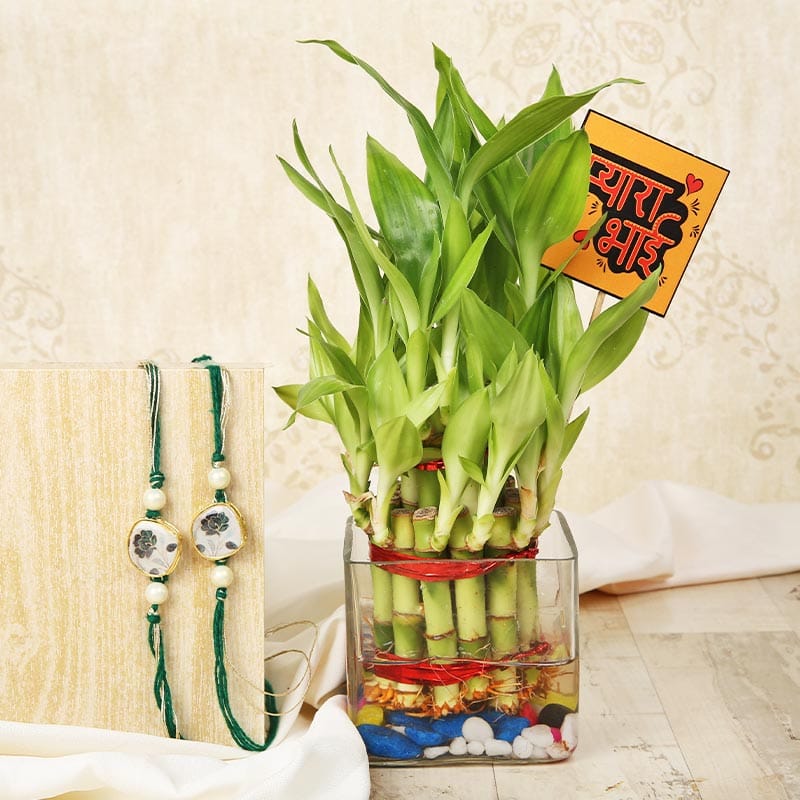 Rakhi Flower Plant Online | Send Rakhi with Plants to India | Free ...