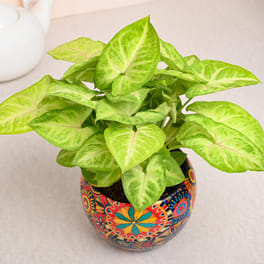 Rakhi Flower Plant Online | Send Rakhi with Plants to India | Free ...