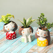 Send Terrific Trifecta Plant Online, Price Rs.999 | FlowerAura