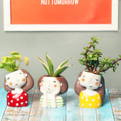 Send Terrific Trifecta Plant Online, Price Rs.999 | FlowerAura