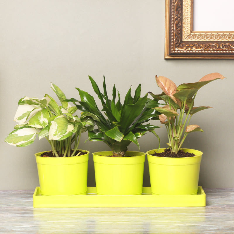 Buy Plants Online in Jaipur | Plant Nursery in Jaipur